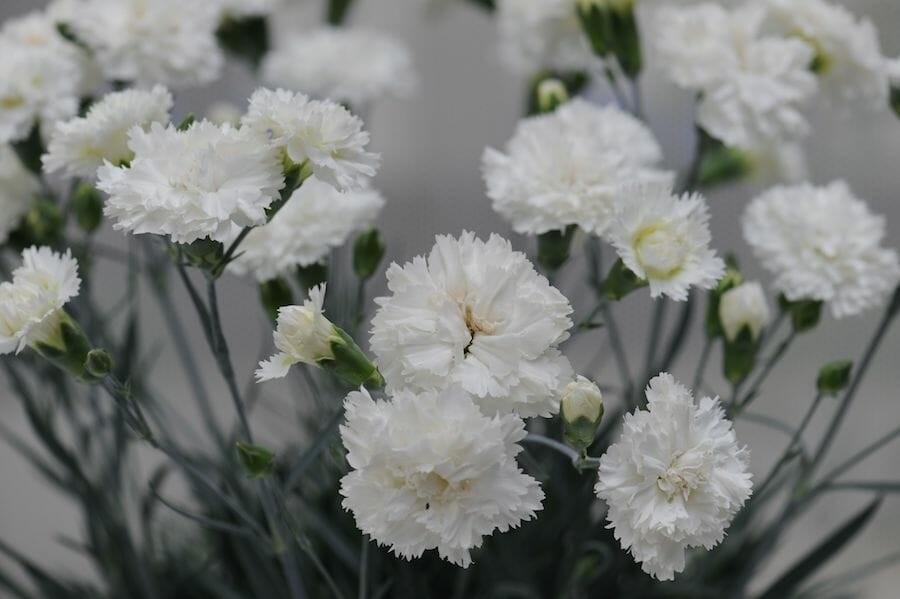 Dianthus Memories - Scented Devon Pink