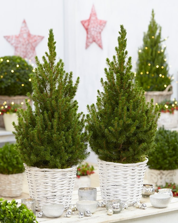 Pair of Compact 70-80cm Contemporary Christmas Trees in Festive Baskets