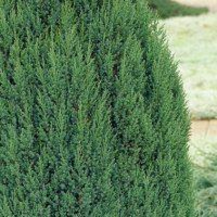 Juniperus chinensis Stricta' - Dwarf Slow Growing Conifer