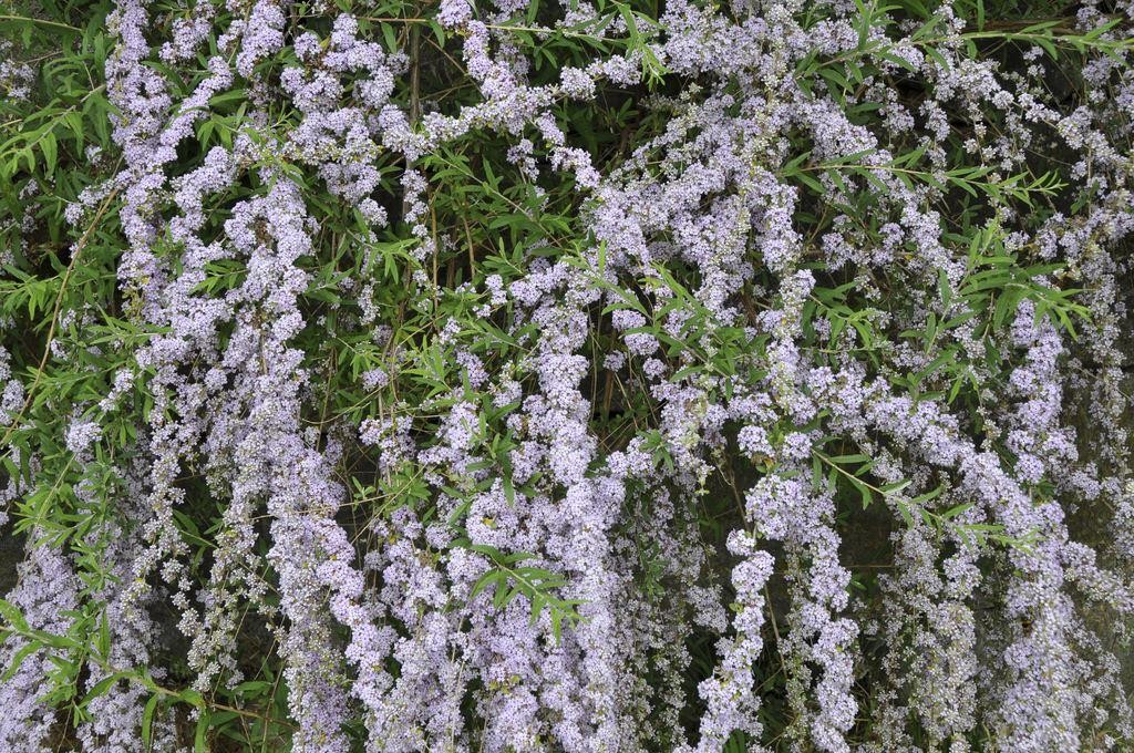 Buddleja alternifolia Unique - Buddleia Butterfly Bush