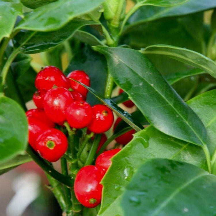 Aucuba Rozannie - Japanese Laurel