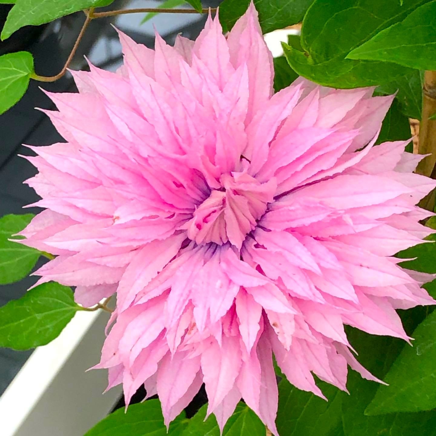 Clematis Multi Pink - Stunning Brand New & Exclusive hardy Climbing ...