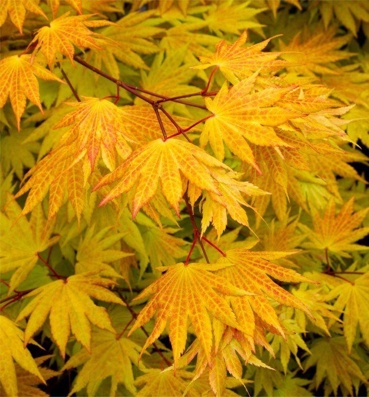 Acer shirasawanum Autumn Moon - Rare Japanese Full Moon Maple