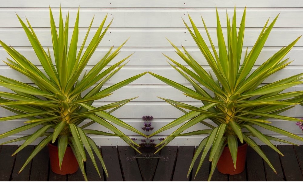 LARGE Patio Adams Needle Yucca Jewel Palm Trees - Approx 100-120cms