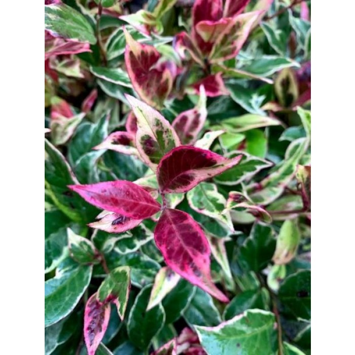 Leucothoe walteri Firestar - New Variegated Gold and Red Evergreen