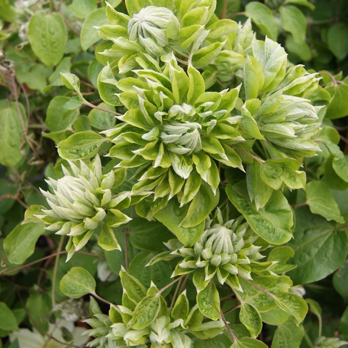 Clematis Green Passion