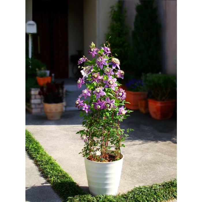 Clematis Taiga - Stunning Brand New & Exclusive Taiga Clematis - In ...
