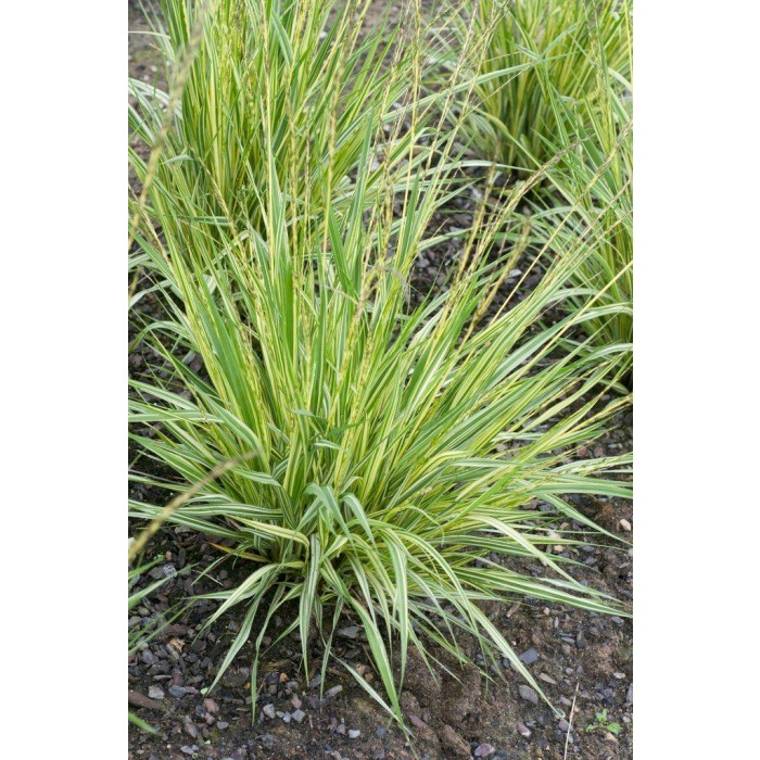 Molinia caerulea variegata