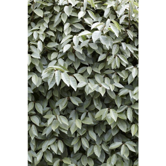 Elaeagnus ebbingei compacta