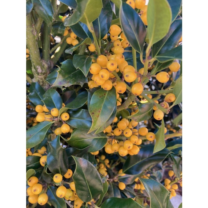 Rare Yellow Berry Holly Trees - Ilex aquifolium Bacciflava