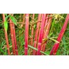 Bamboo RED PANDA - Red Stem Umbrella Bamboo