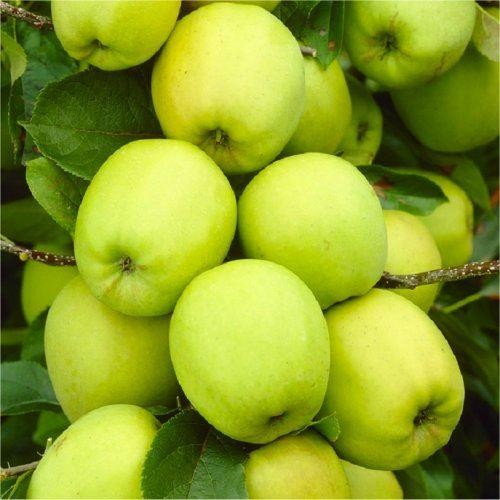APPLE TREE - Multi-Variety Fruit Tree - APPLE - 5 varieties on one Tree!