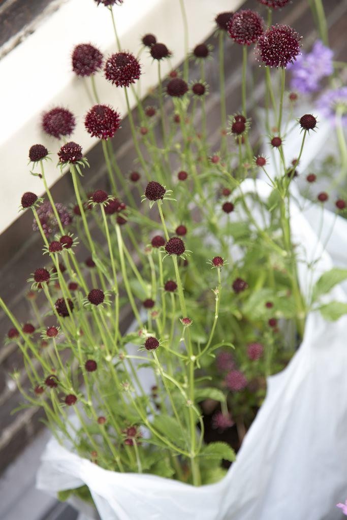Knautia Macedonica - Red Scabious