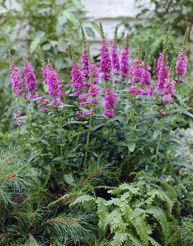 Lythrum salicaria 'Robin'