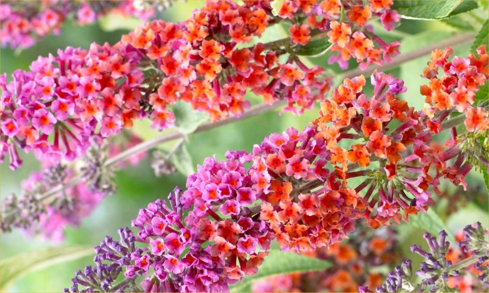Buddleia Flower Power - Amazing Bicolour Flowered Butterfly Bush