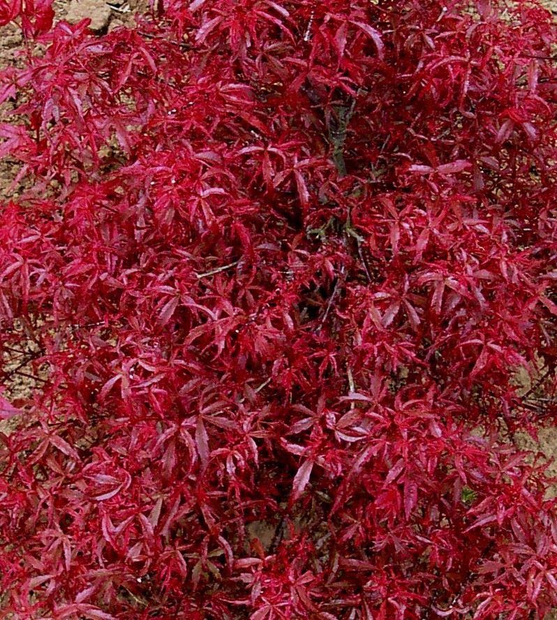 LARGE Acer Japanese Maple Tree - Beni Komachi - 100-120cms Specimen