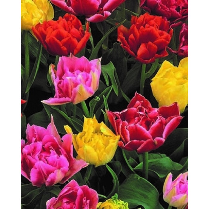 Tulip Double Mix - Pack of 10