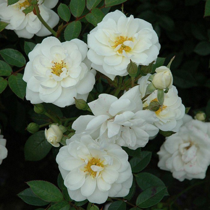 Rose Avon - Ground Cover Rose