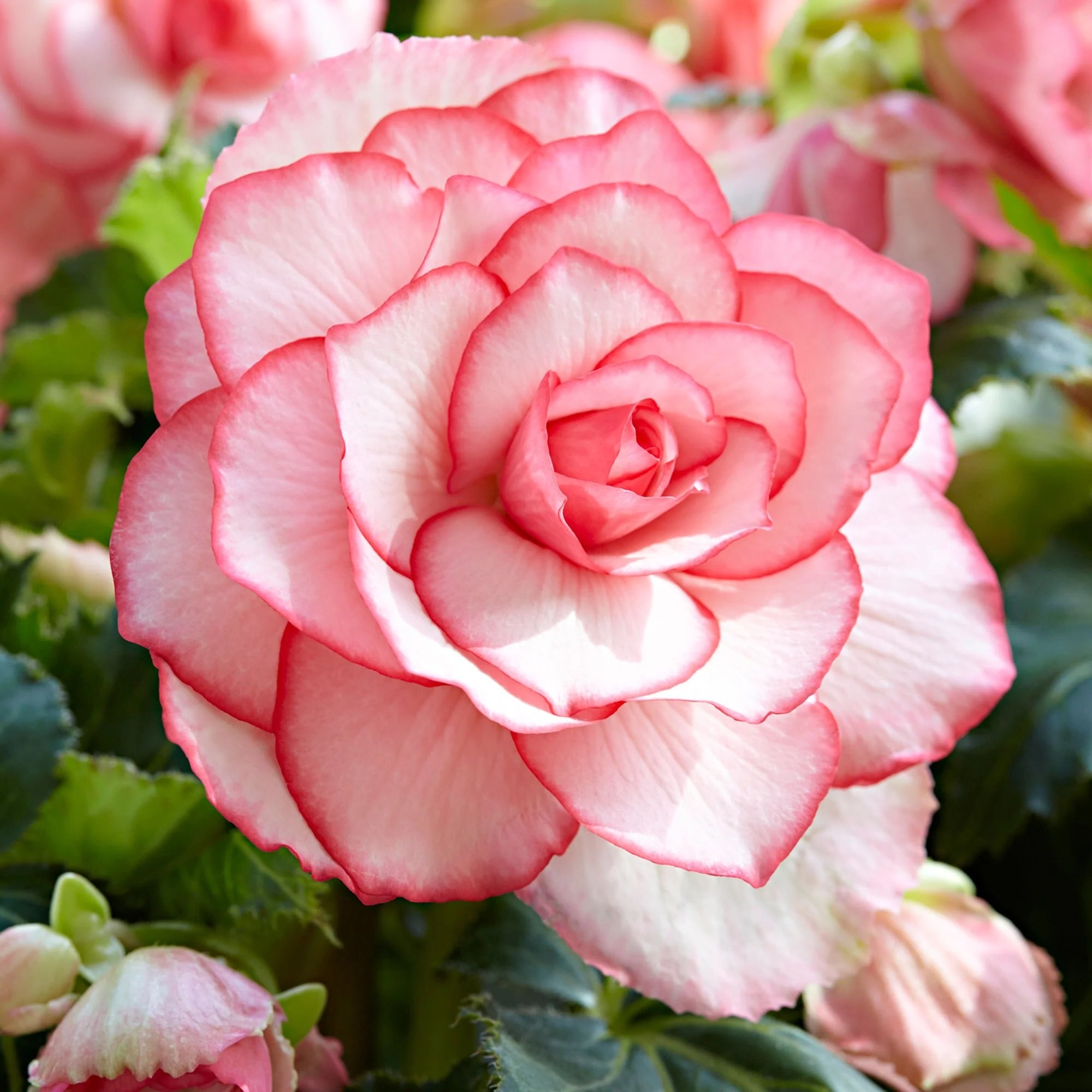Begonia Bouton de Rose - Double Flowered Rose Bud Begonia