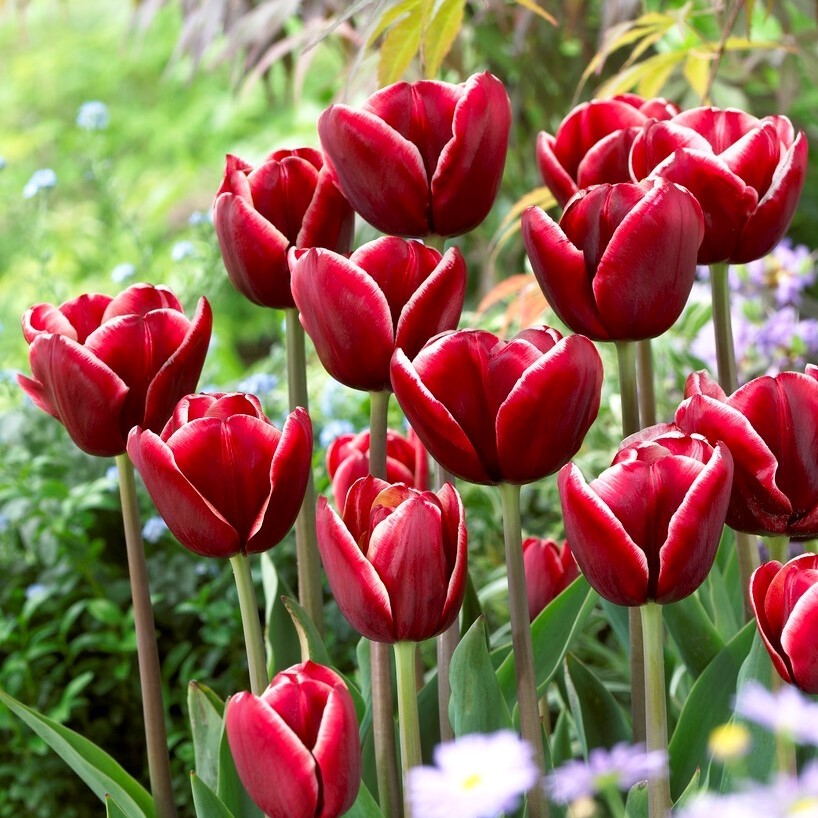 Tulip Armani - Pack of 12
