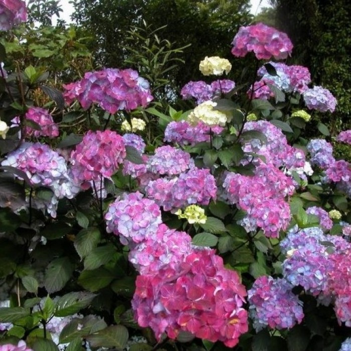 Hydrangea serrata Preziosa