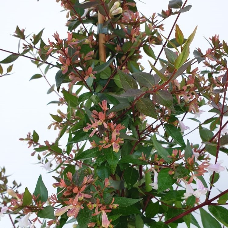 Abelia grandiflora Evergreen - LARGE SPECIMEN