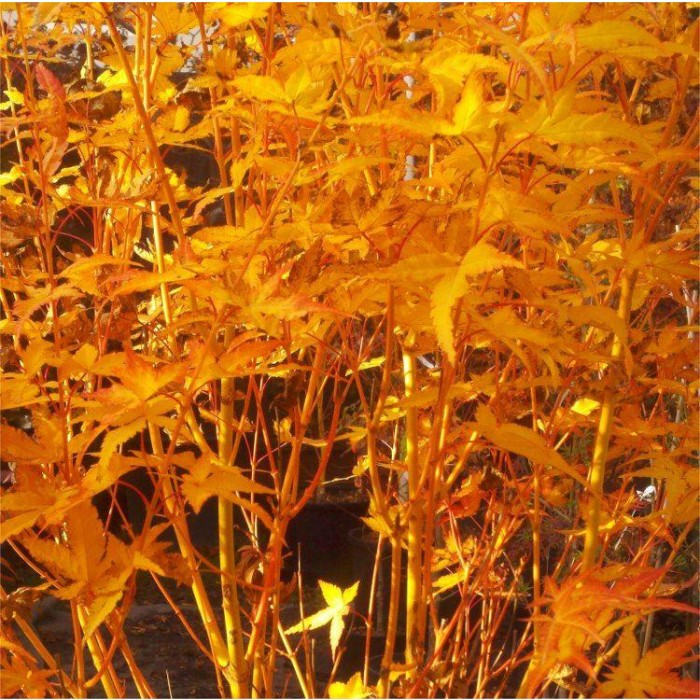 Acer palmatum Bihou - Bi Ho Golden Bark Japanese Maple Bi Hoo ...