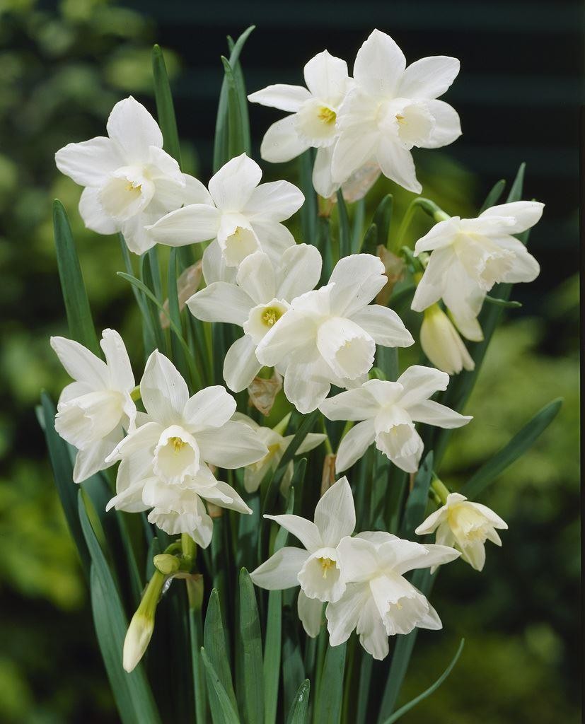 Narcissus Thalia - Daffodil - Pack of 5 Bulbs