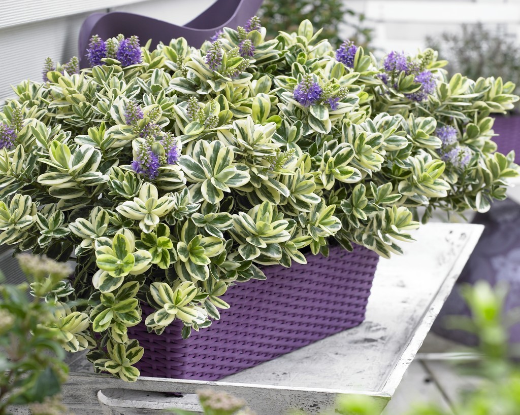 Silver Queen Hebe franciscana Varigata - Shrubby Veronica