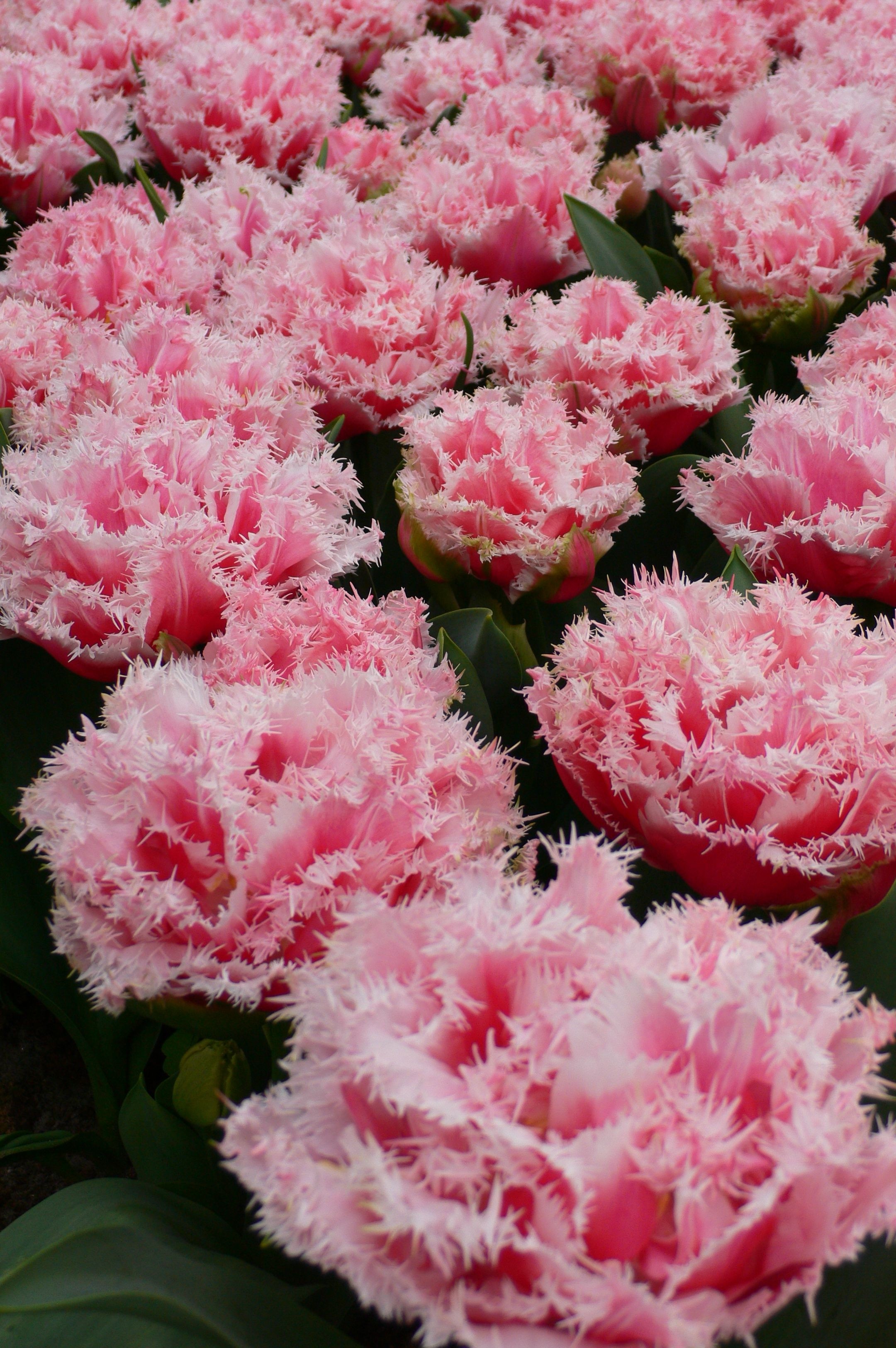Tulip 'Queensland' - Double Fringed Tulips - Pack of 6 Bulbs