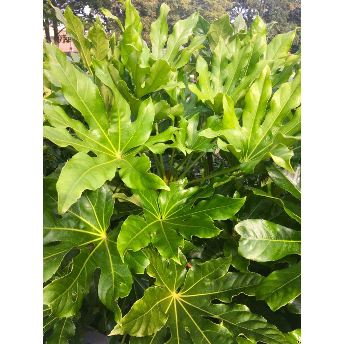 Fatsia Japonica - Japanese Aralia Plants