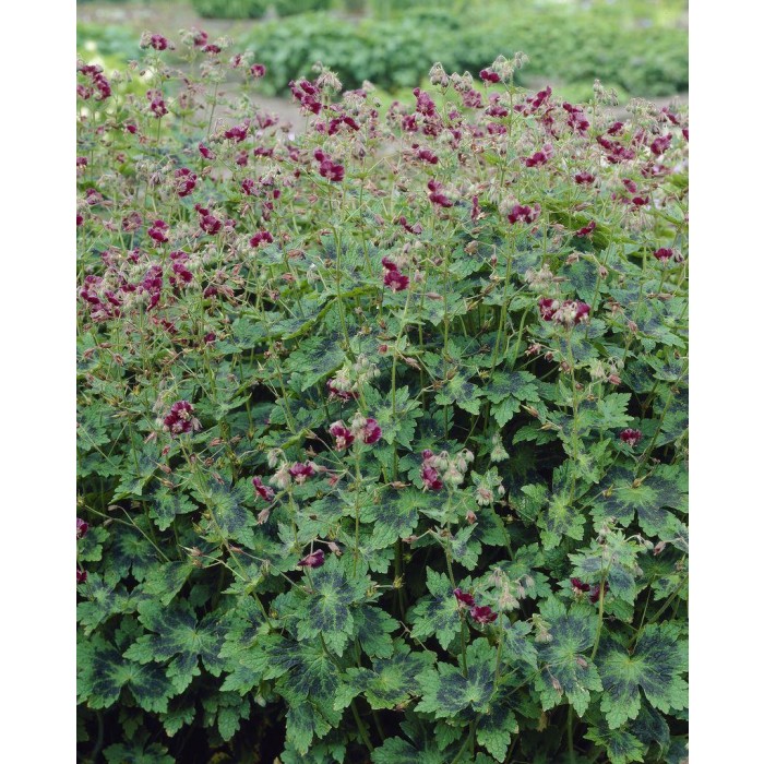 Geranium phaeum Samobor - Dusky Cranesbill