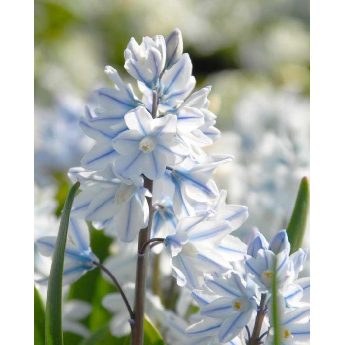 Striped Squill - Puschkinia scilloides var. libanotica - Russian Snowdrops