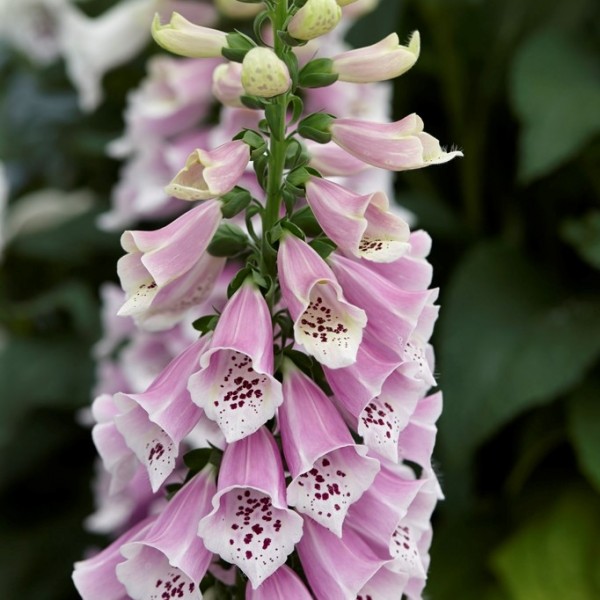 Digitalis Plants for Sale | Buy Foxgloves UK