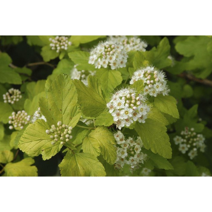 WINTER SALE - Physocarpus opulifolius Darts Gold - Ninebark