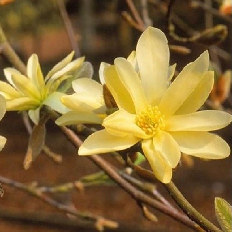 Magnolia Gold Star - LARGE