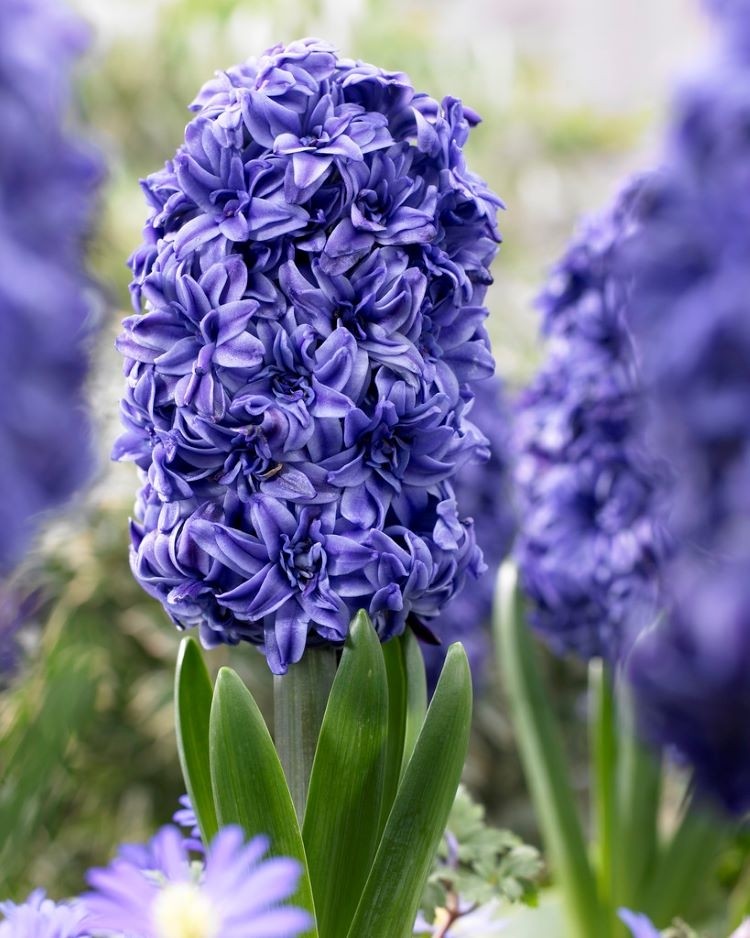 Hyacinth 'Royal Navy' - Pack of 5 Bulbs