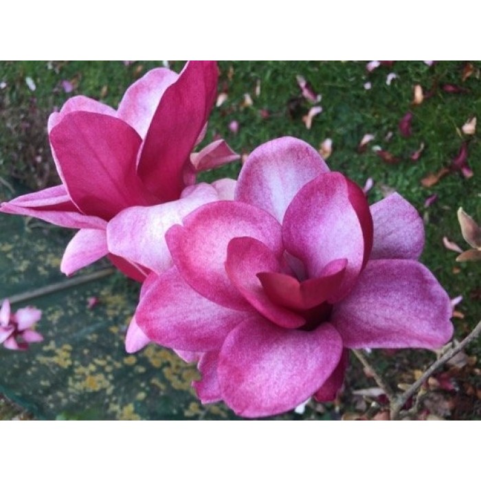 Magnolia Starburst - LARGE