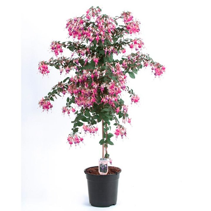 Pair of Fuchsia Tree Standards 'Paula Jane' - Gorgeous Patio Fuchsia Trees