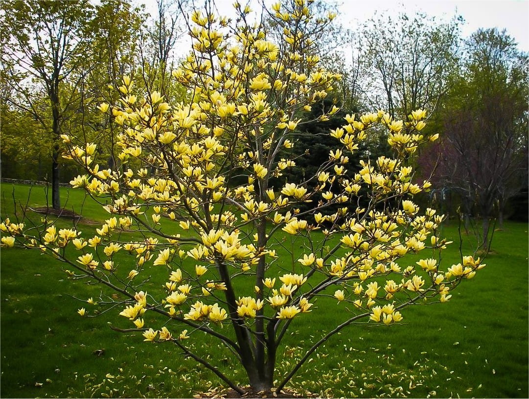 Magnolia Yellow Bird - Tulip Tree - 4-5ft tall