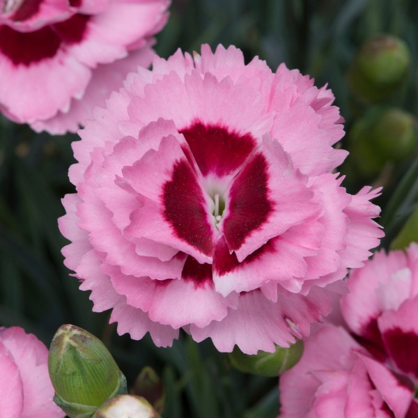 Dianthus