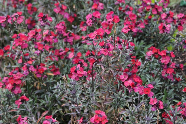 Erysimum Red Jep - Perennial Wallflower