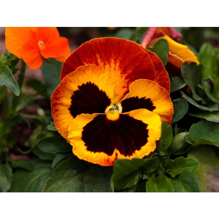 Pansy FIRE - Pack of SIX Plants