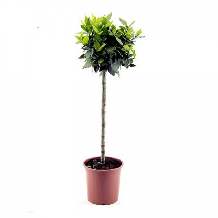 Standard Bay Tree - Laurus nobilis - 80-90cms tall