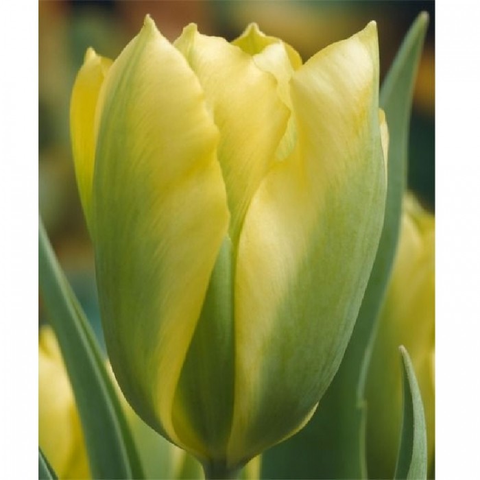 Tulip 'Formosa' - Pack of 12 Bulbs