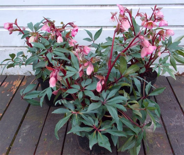 Winter Bells Helleborus - Hellebore Plant in Bud & Bloom
