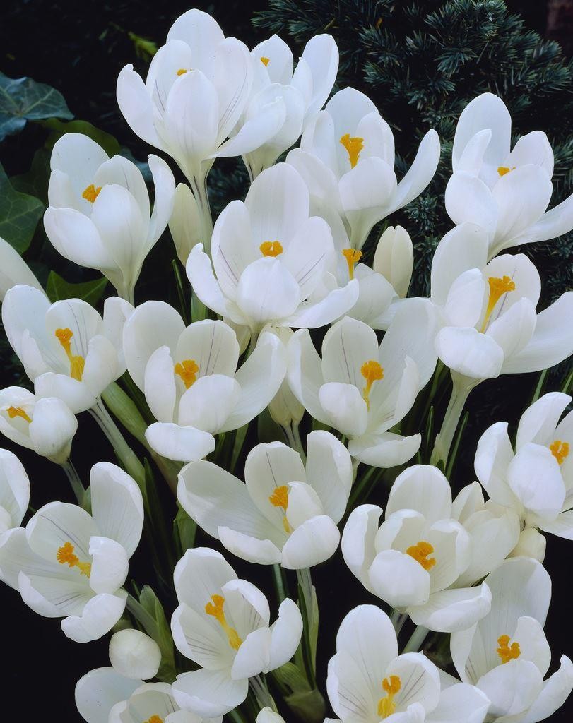 Crocus White