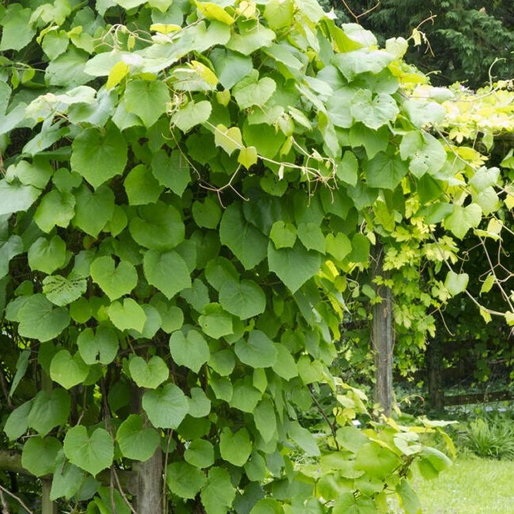 Large 5-6ft Climber - Vitis Coignetiae - Crimson Glory Vine