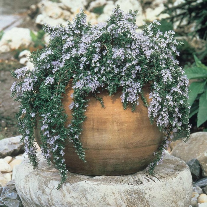 Trailing Rosemary - Rosmarinus officinalis Prostratus 'Capri' - Pack of ...