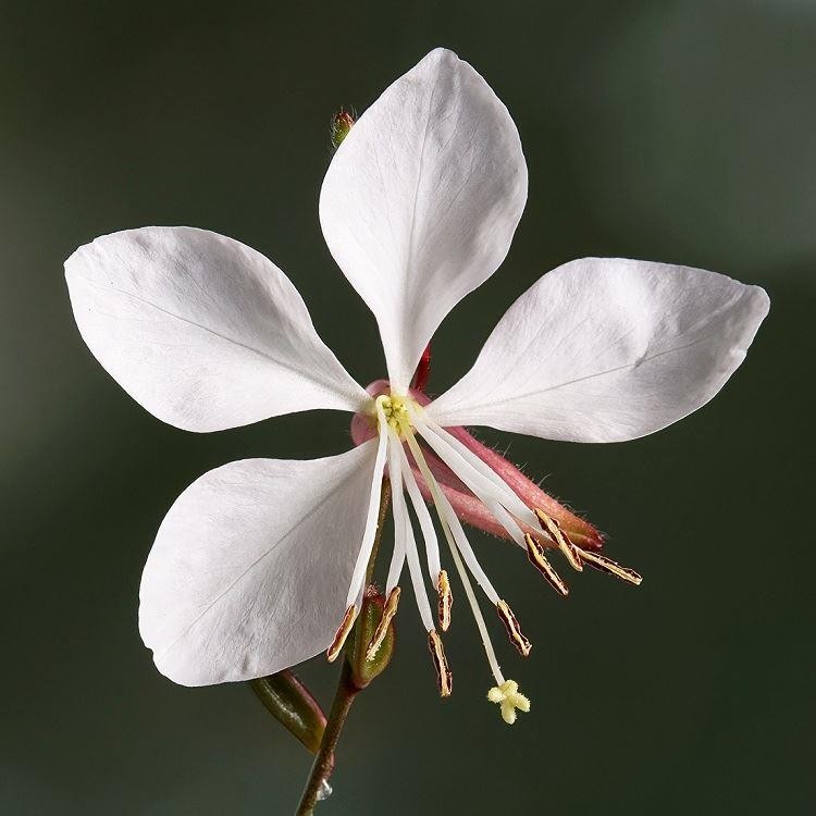 Gaura lindheimeri The Bride - 'Whirling Butterflies' Plant